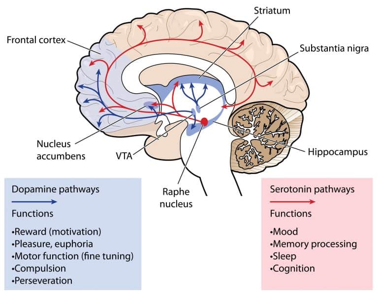 What are the Most Common Antidepressants? | Prescription Hope