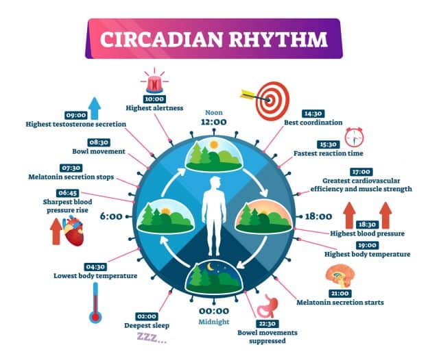What is Circadian Rhythm? - Disorders, Symptoms, Health Effects
