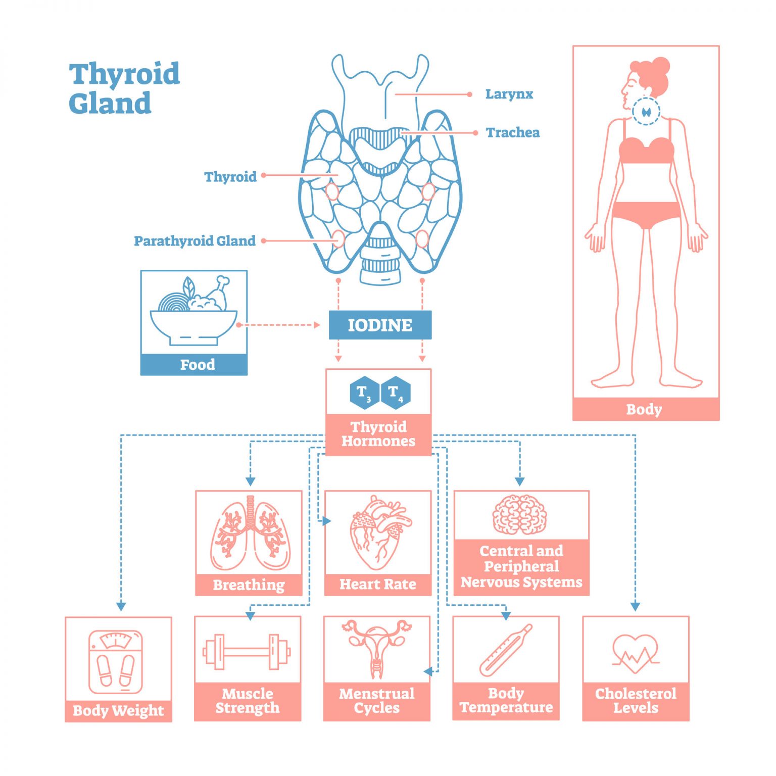 Thyroid and Weight Connection: Causes of Weight Changes