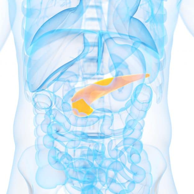 Does the Pancreas Produce Insulin? The Truth on What the Pancreas Does!