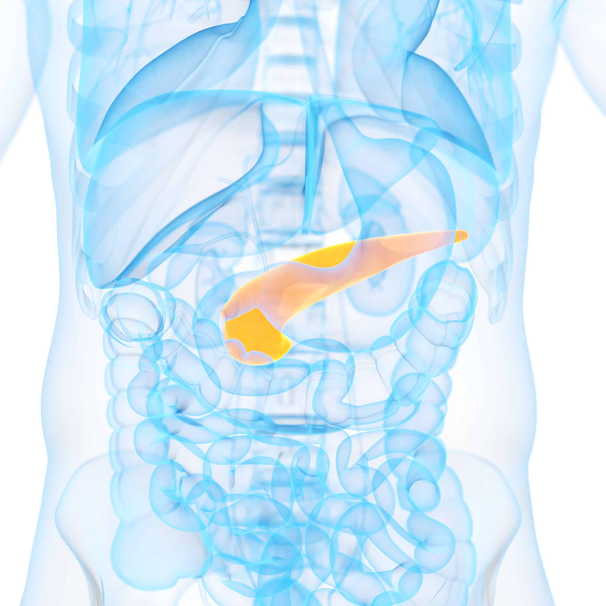 Does the Pancreas Produce Insulin? What the Pancreas Does!